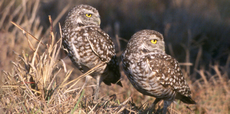 CDFG Releases New Burrowing Owl Survey and Mitigation Guidelines - Ascent