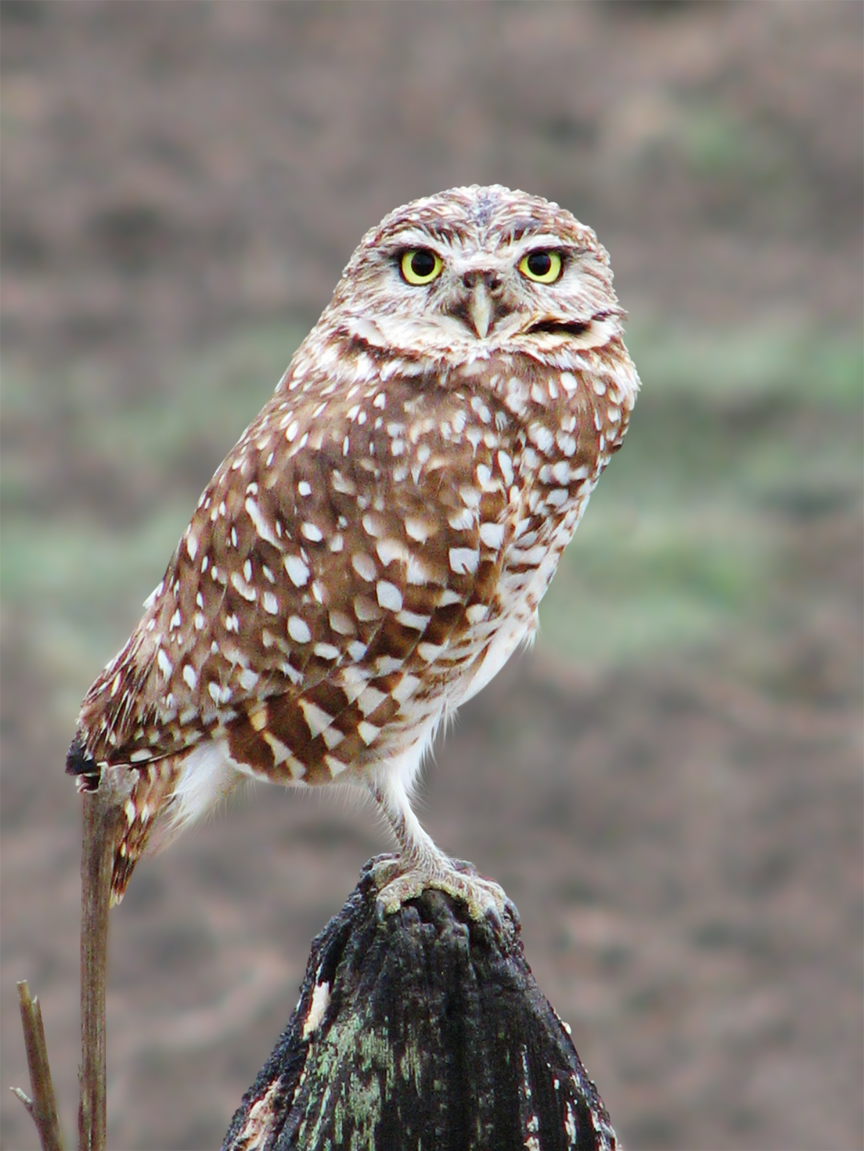 Western Burrowing Owl Becomes a Candidate for Listing under CESA - Ascent